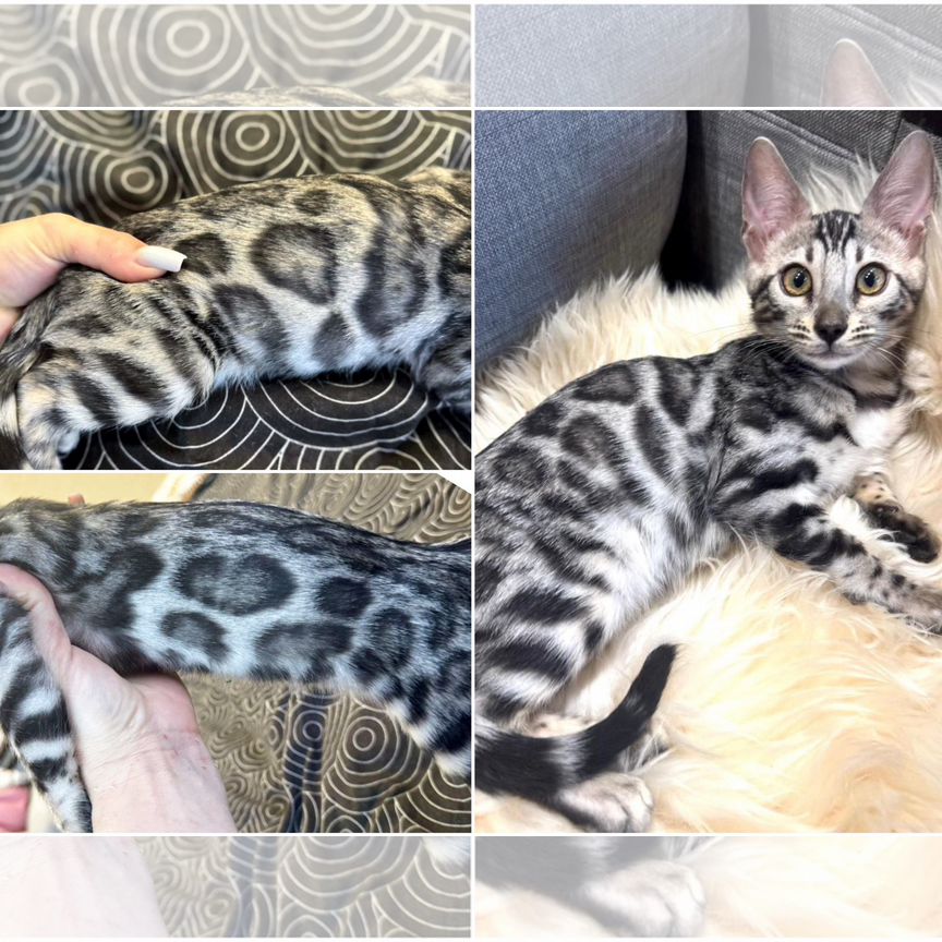 Серебряные бенгальские котята с документами