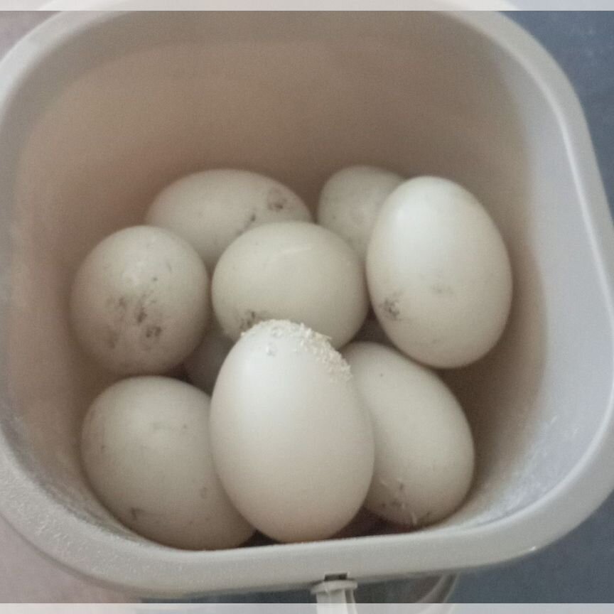 Инкубационное яйцо индоутки тяжелой линии