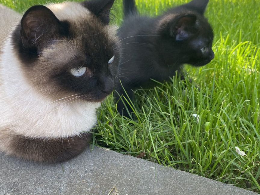 Котята в добрые руки,1,5 месяца, (кошечка и котик)