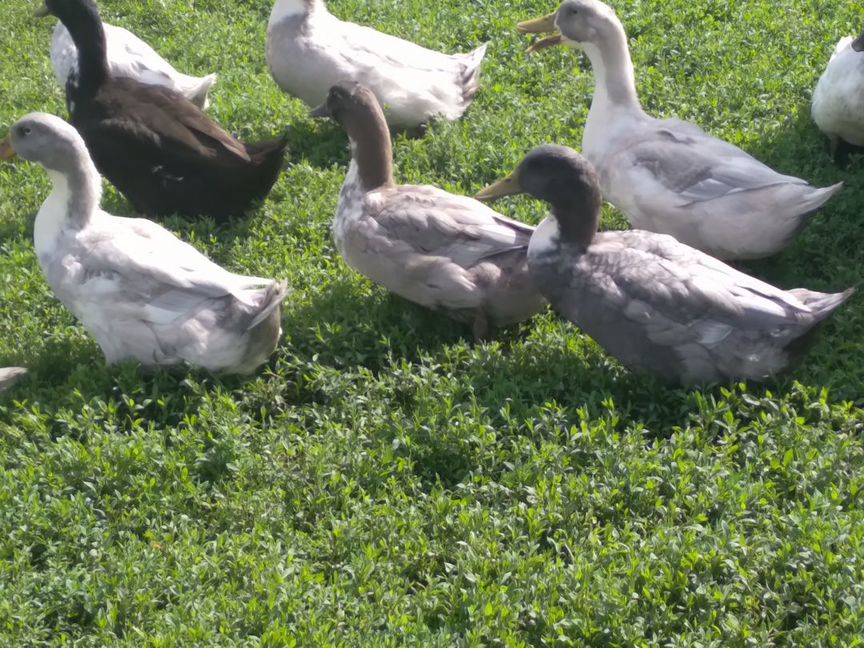 Продам уток