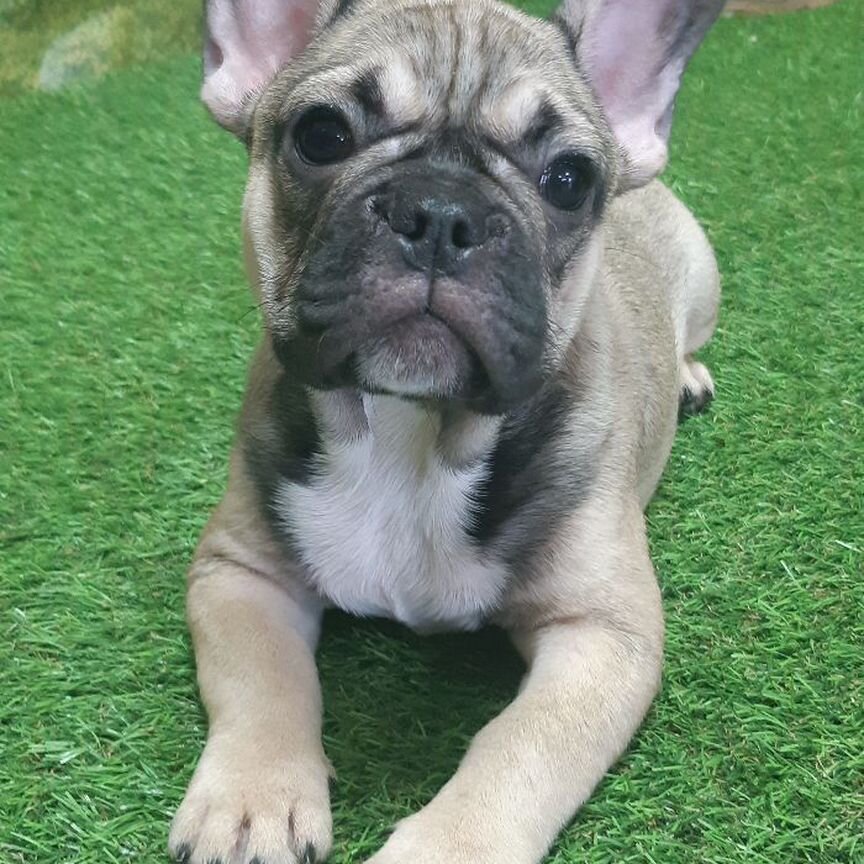 Французский бульдог с метрикой скор