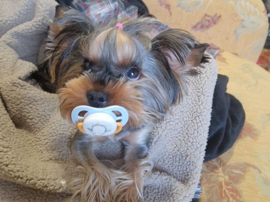 Вязка собак ёрк