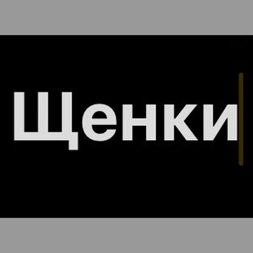 Щенок в добрые руки