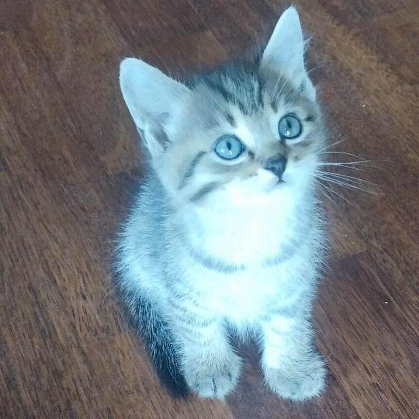 Котята в добрые руки бесплатно мальчик