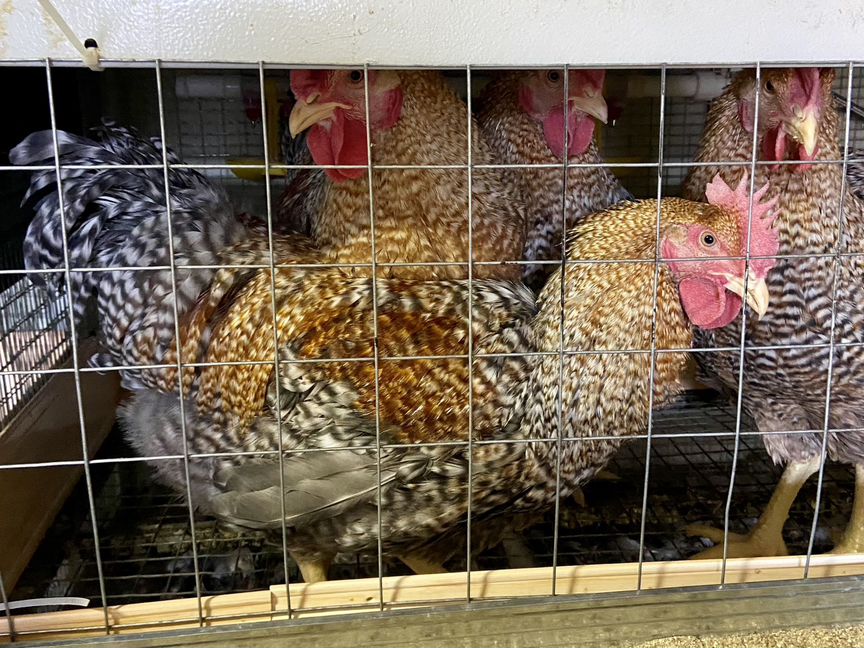 Петух билефельдер