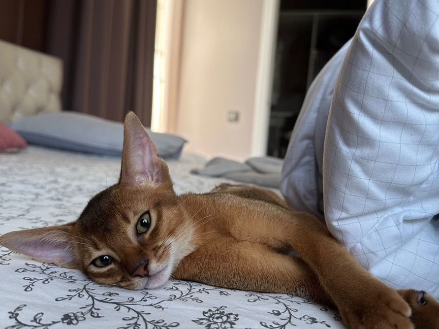 Абиссинский кот