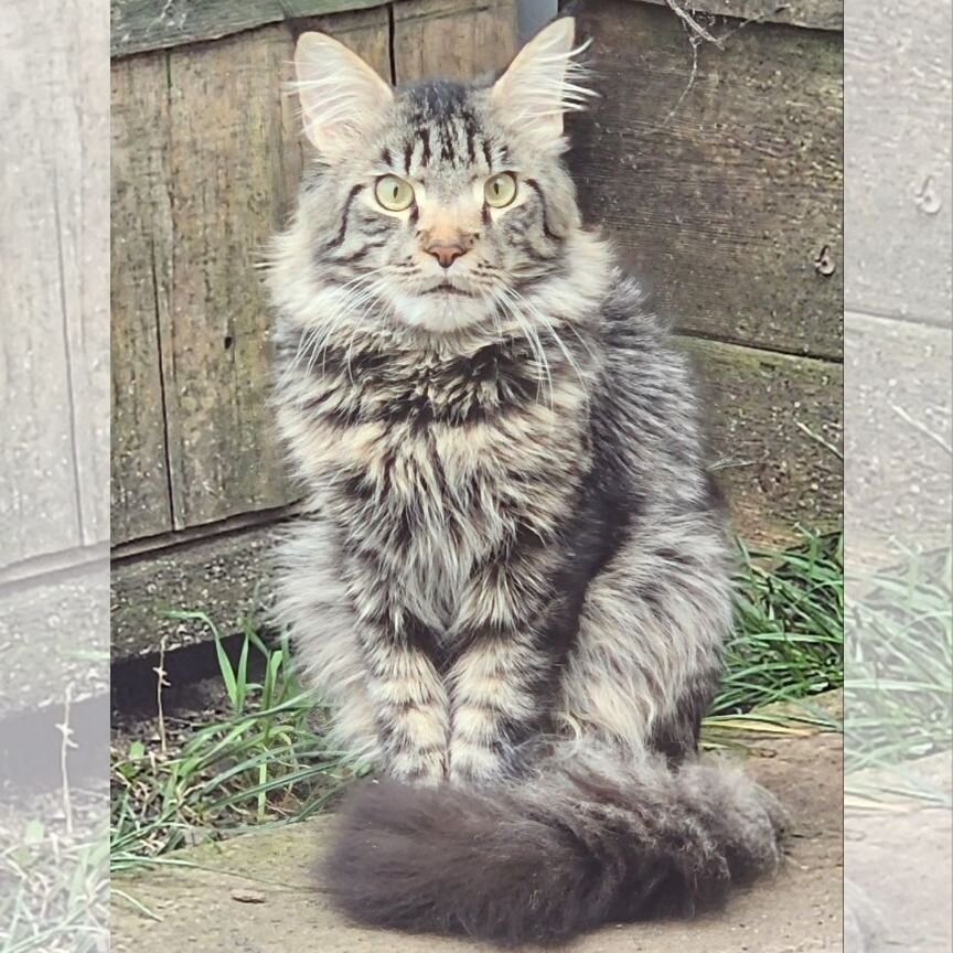 Кот