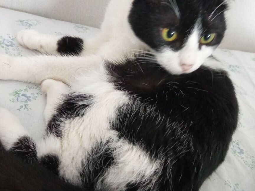 Кошки в добрые руки бесплатно