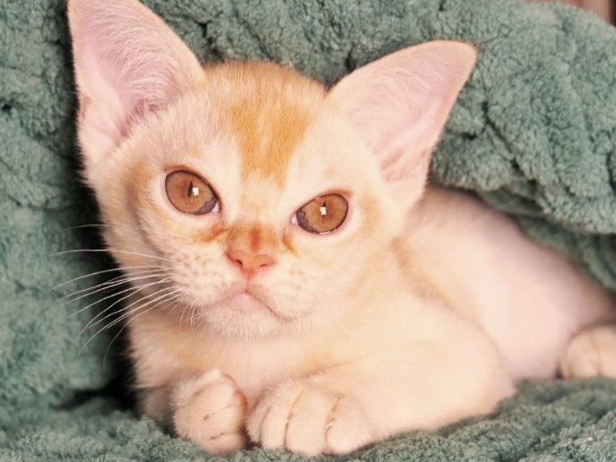 Бурманский красный котик