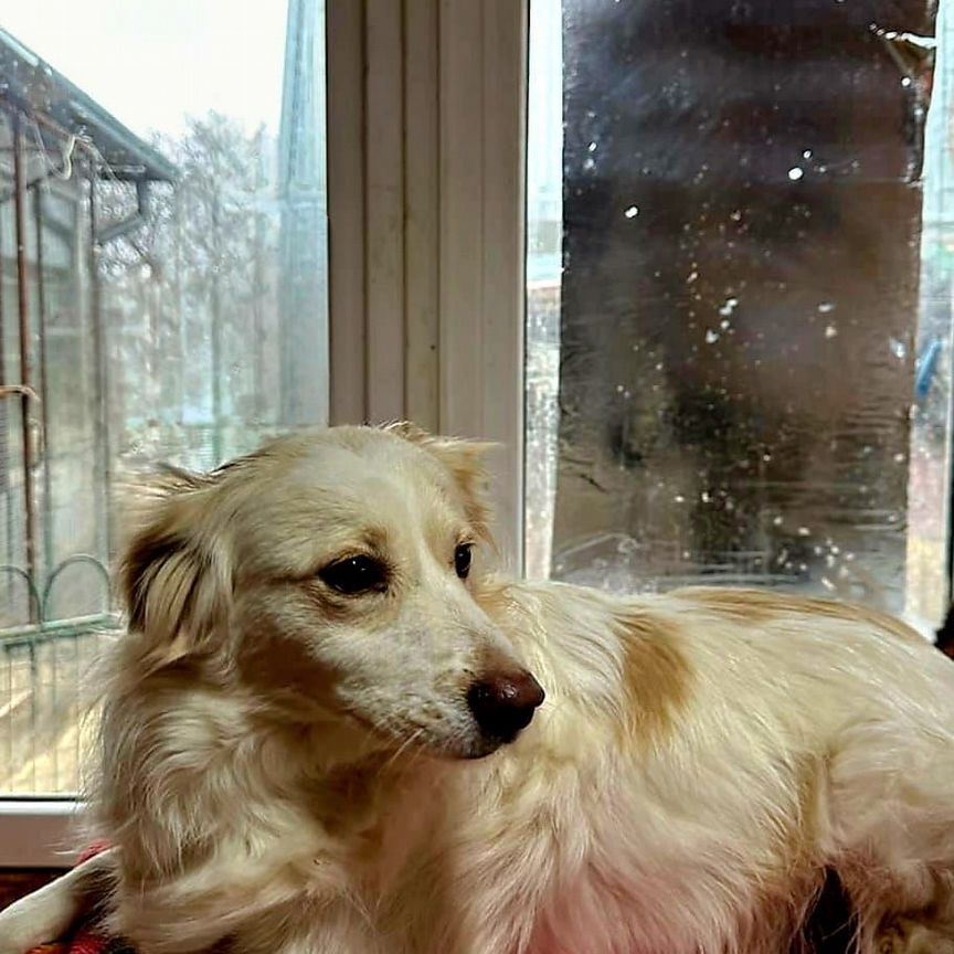 Собаки