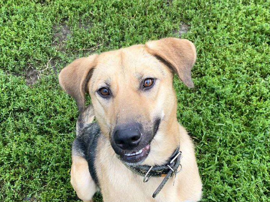 Собака метис 1 год