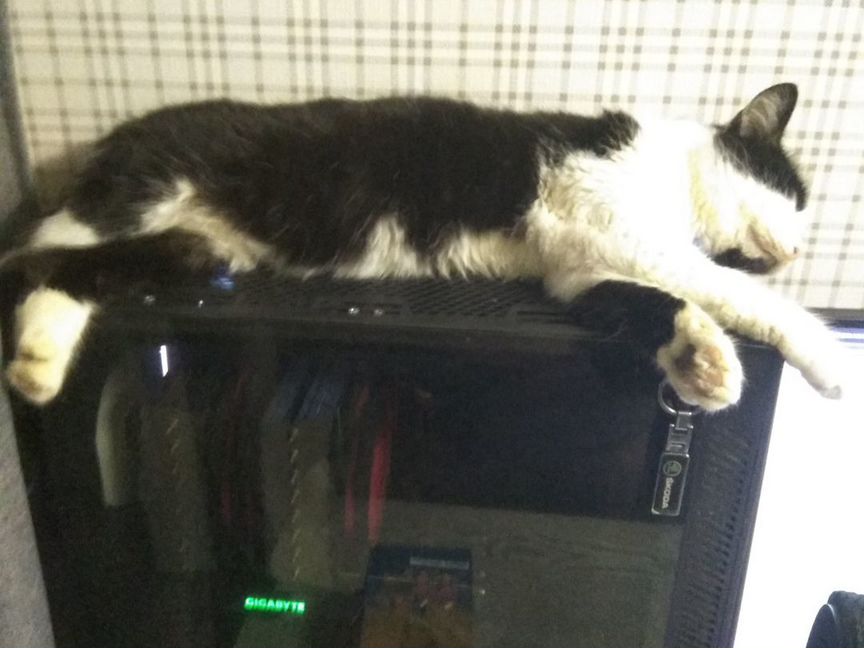 Отдам кота в добрые руки