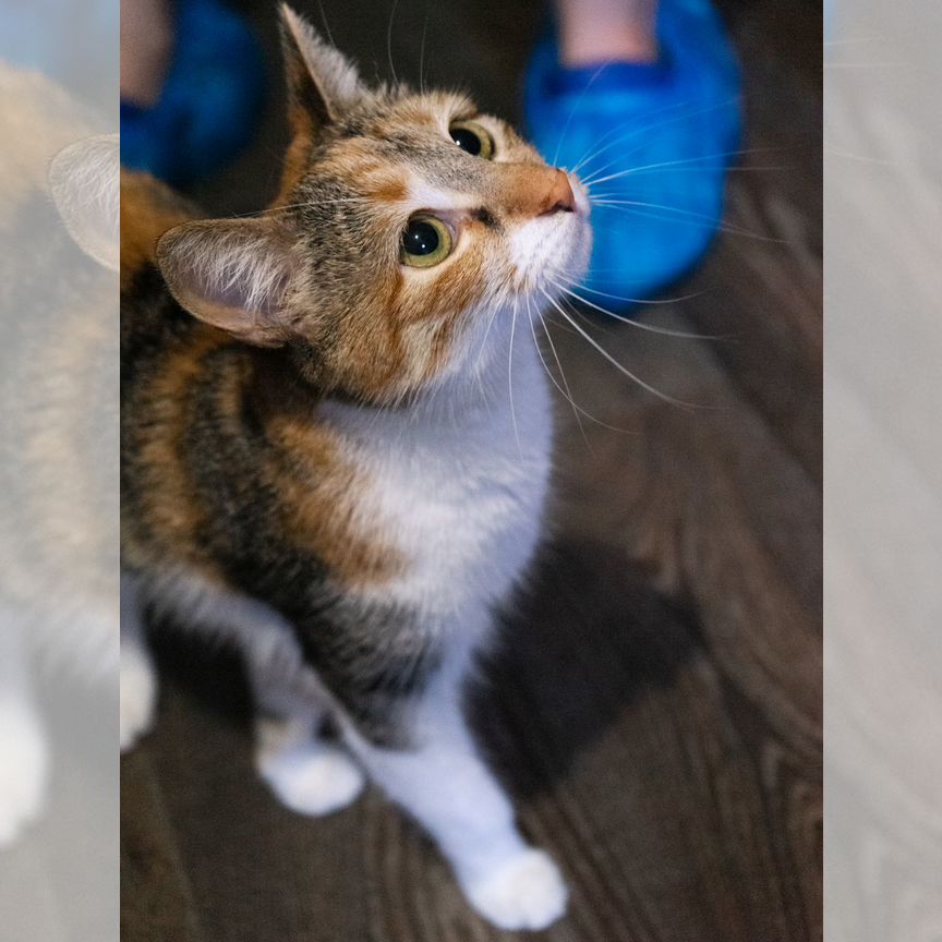 Красивая девочка (из приюта)