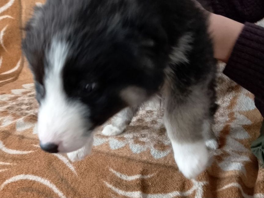 Собака в добрые руки отдам бесплатно