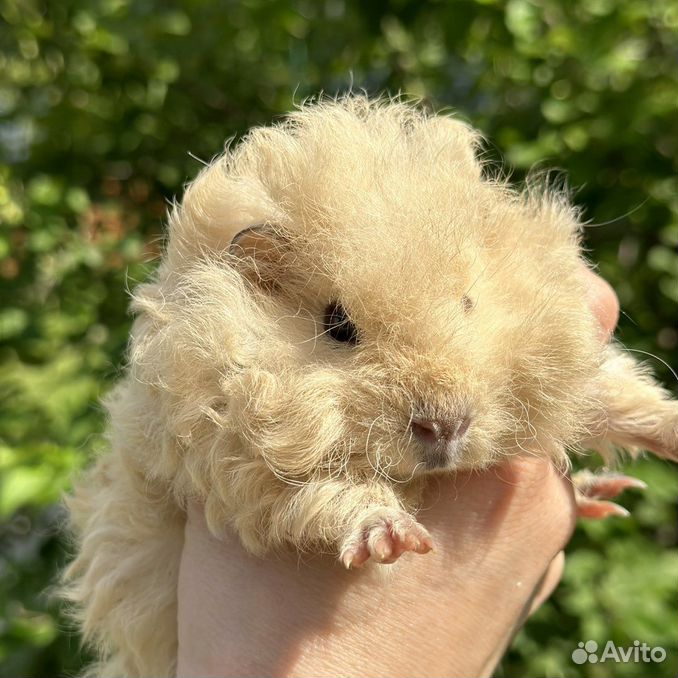 Морская свинка лункария (самка )