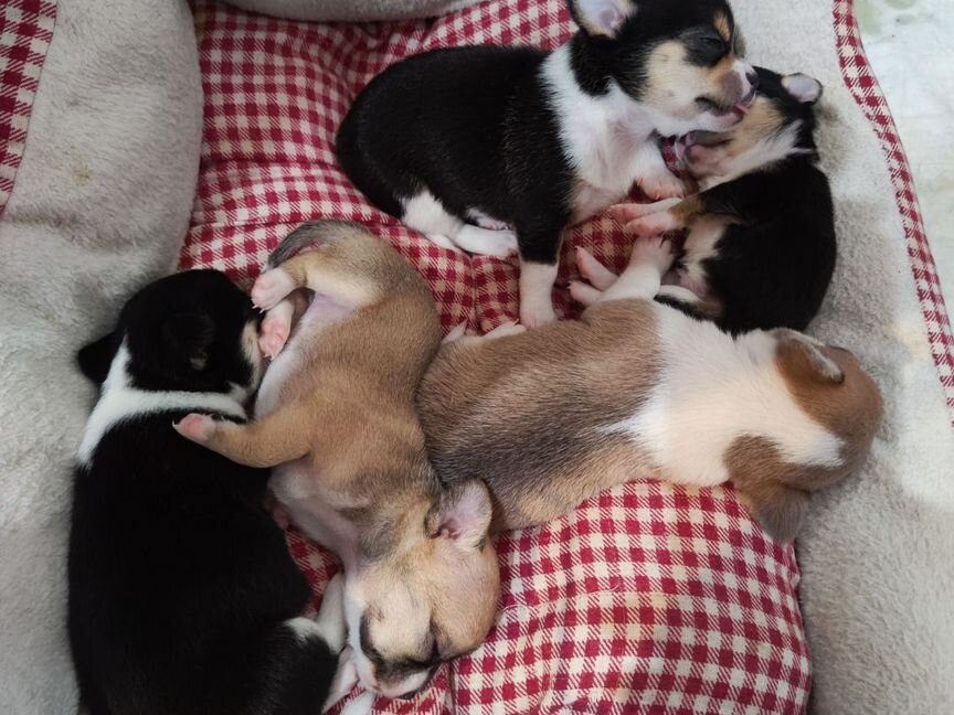 Щенки чихуахуа девочки