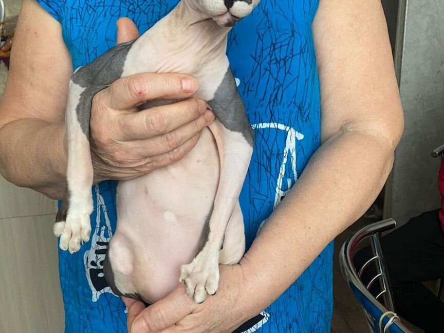 Молодой котик Сфинкс