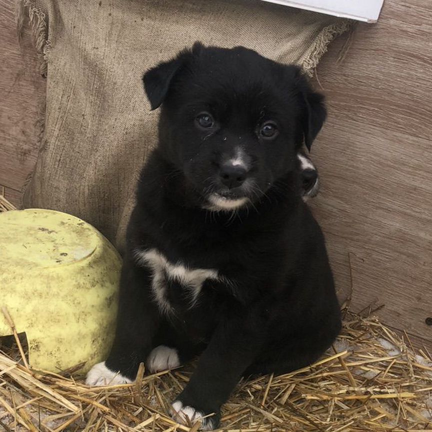 Щенок в добрые руки