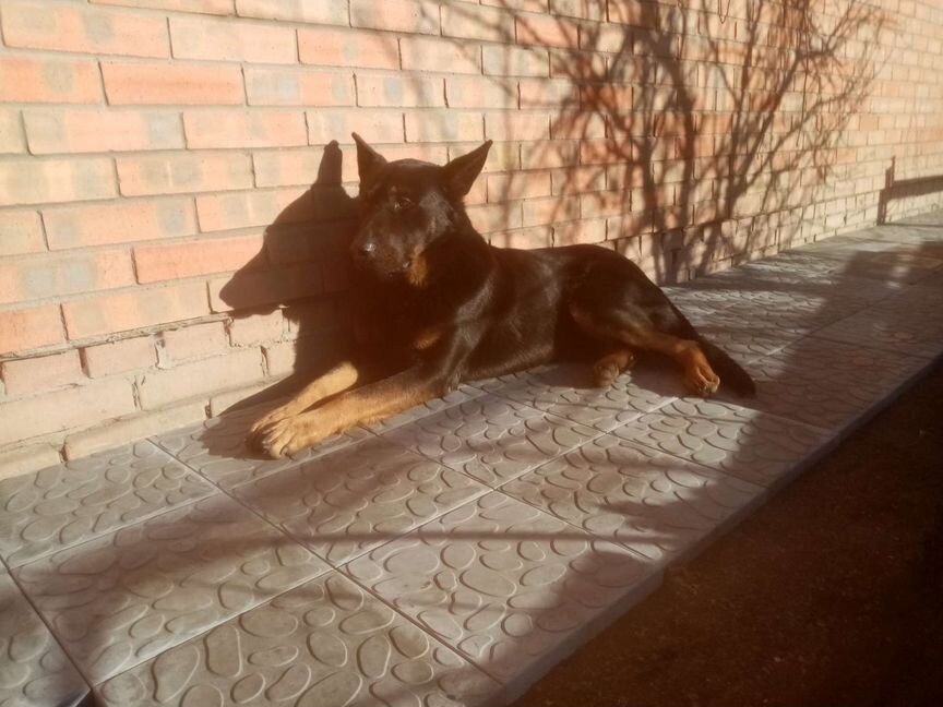 Овчарка кабель