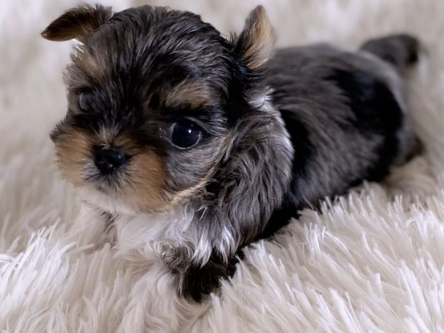 Цветные йоркомалыши