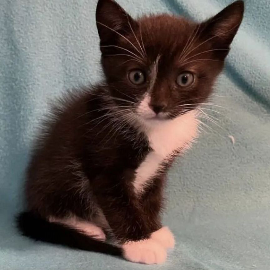 Котёнок от частного владельца