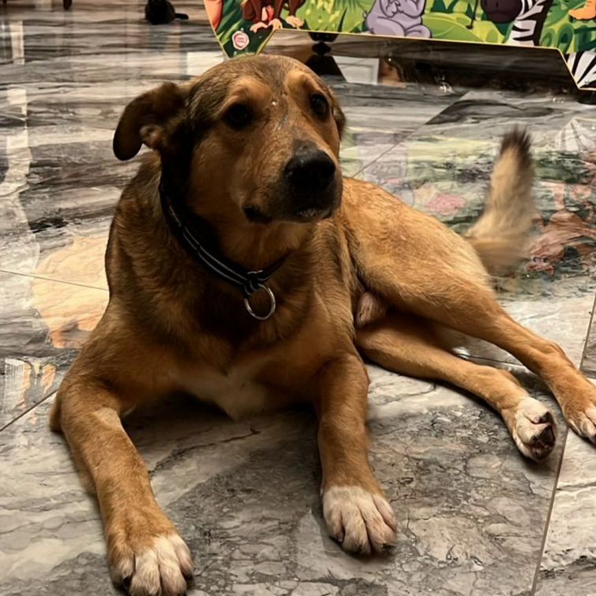 Шарик в поиске дома