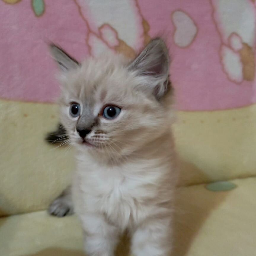 Котята Невские маскарадные