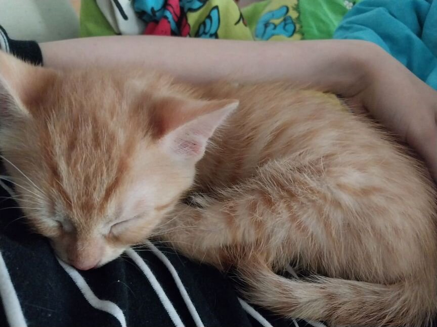 Котята