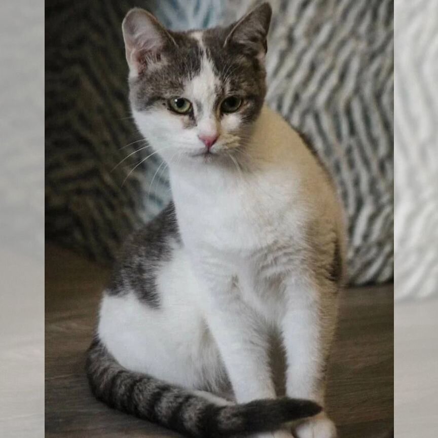 Славный котик кот ждёт любящее сердце