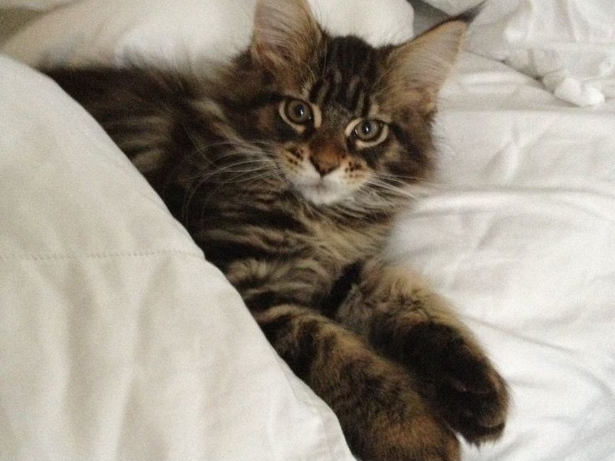 Котенок мейн кун