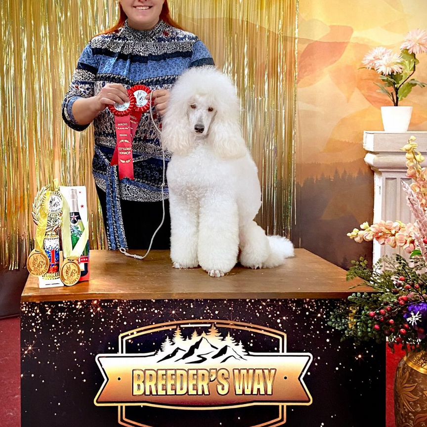 Вязка - кобель среднего пуделя белого окраса