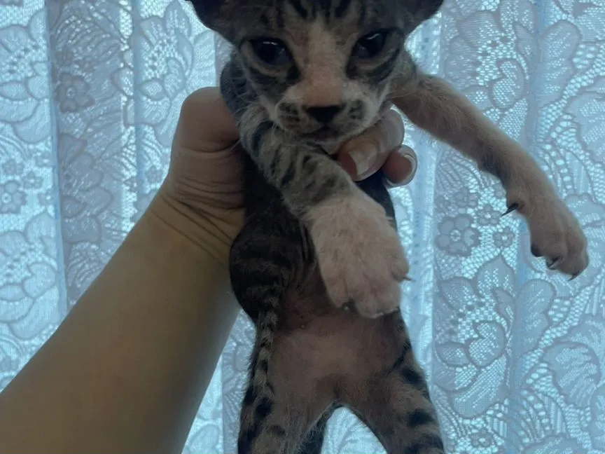 Котята донского сфинкса