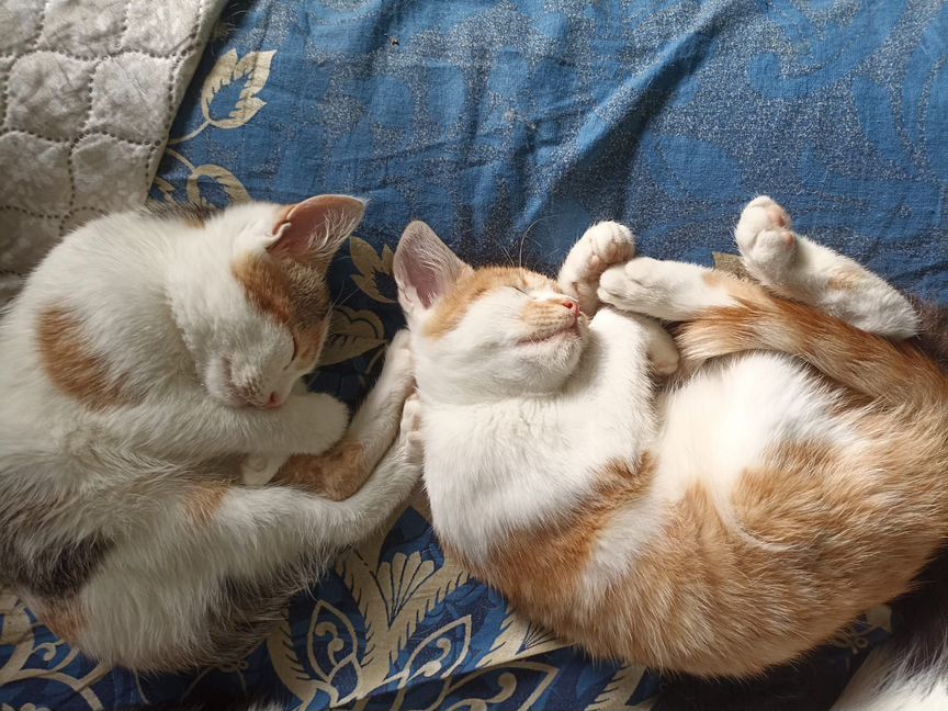 Кошка в дар бесплатно