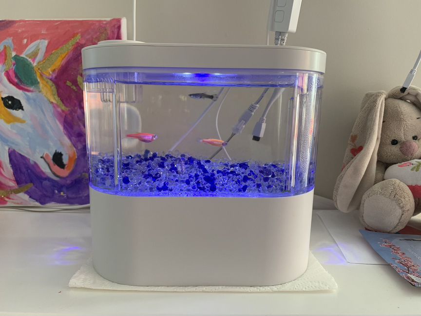 Две рыбки данио, одна рыбка гуппи