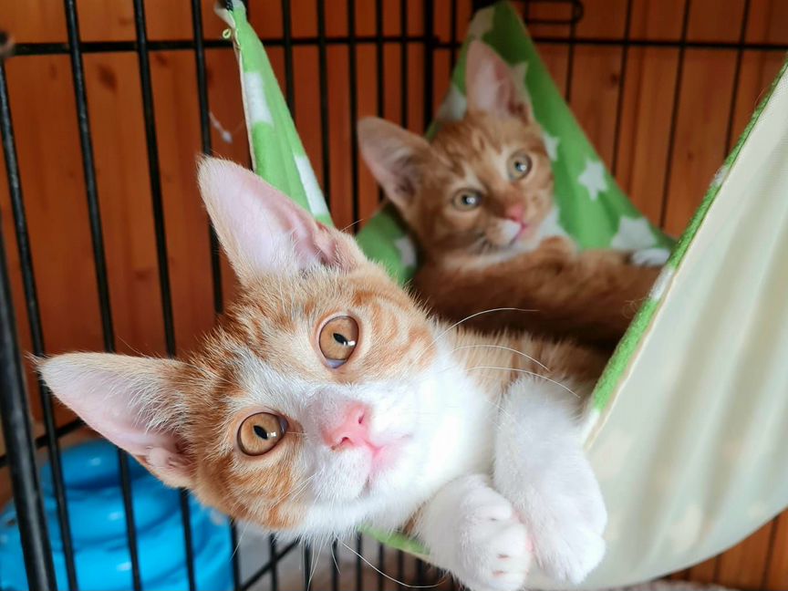 Котята в добрые руки бесплатно девочки