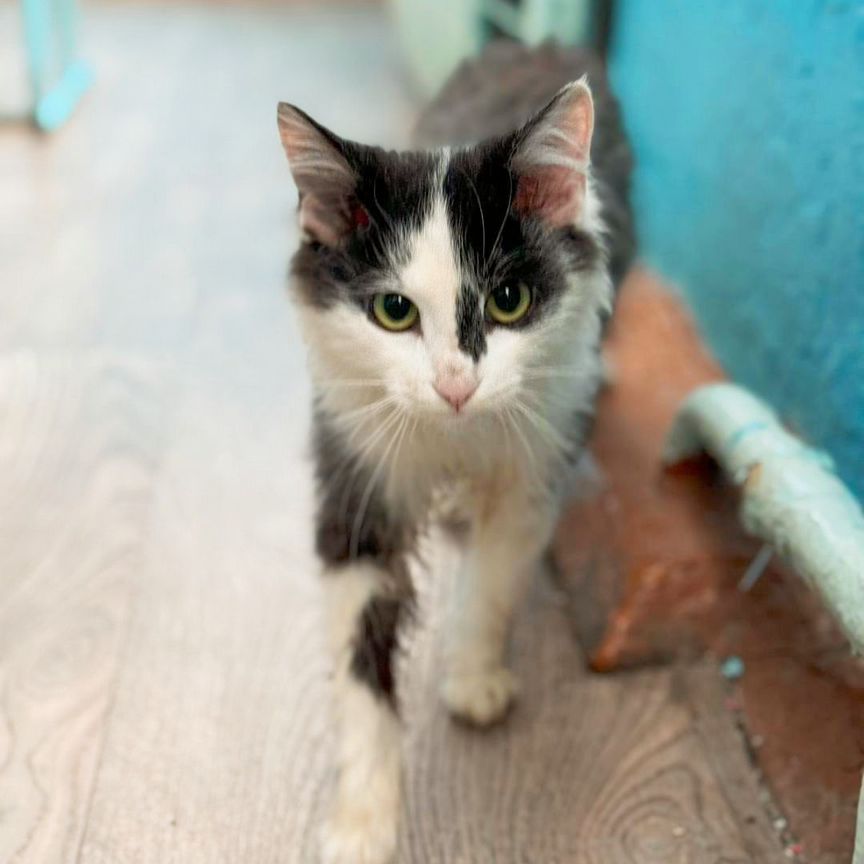 Котёнок, мальчик, 4-5мес
