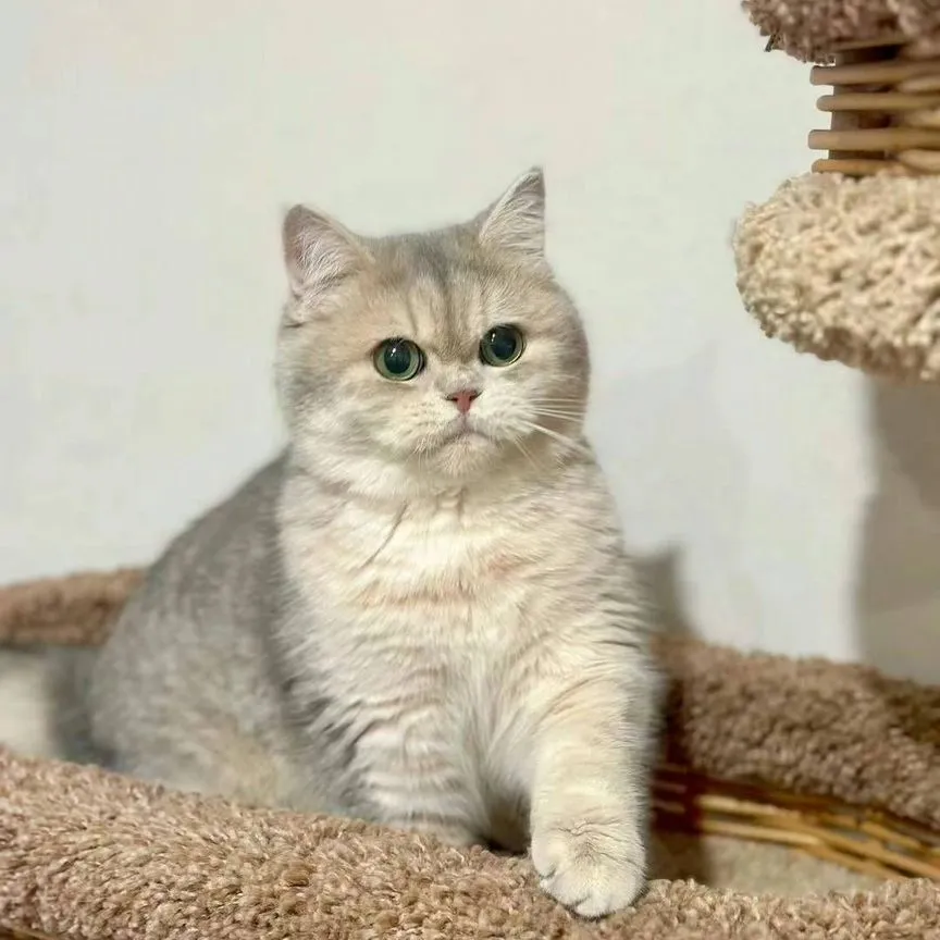 Продаются британские короткошерстная кошка