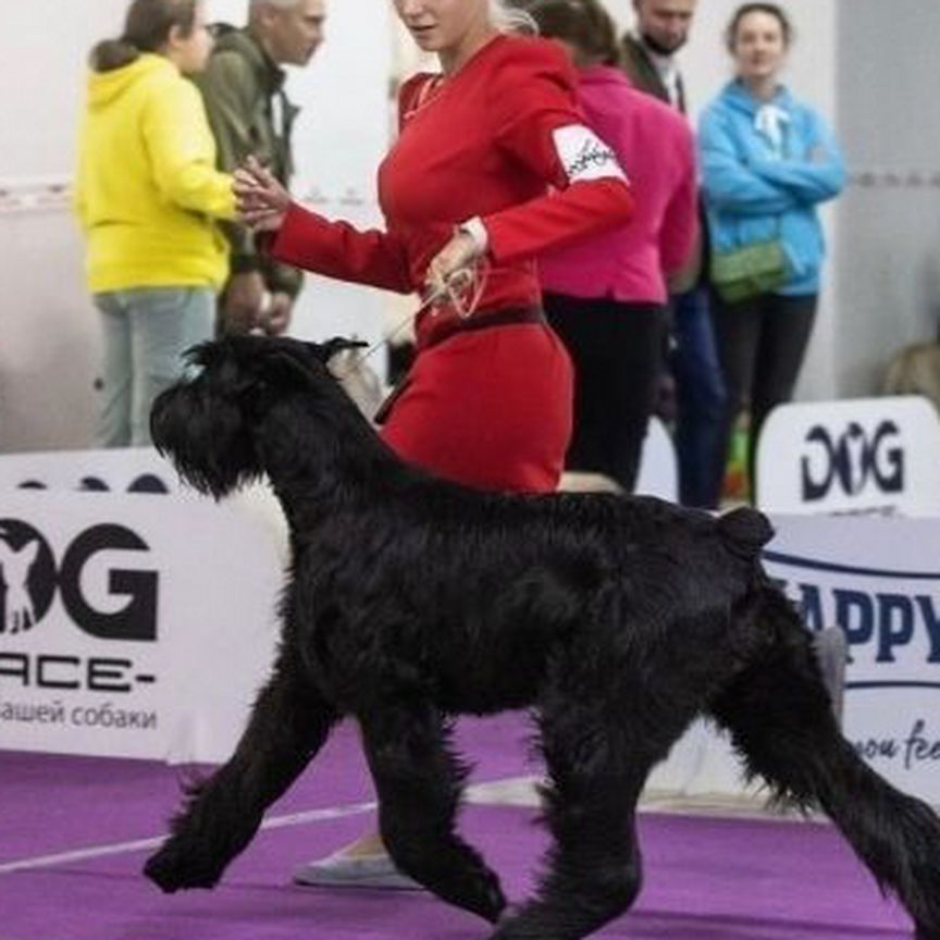 Щенки ризеншнауцера