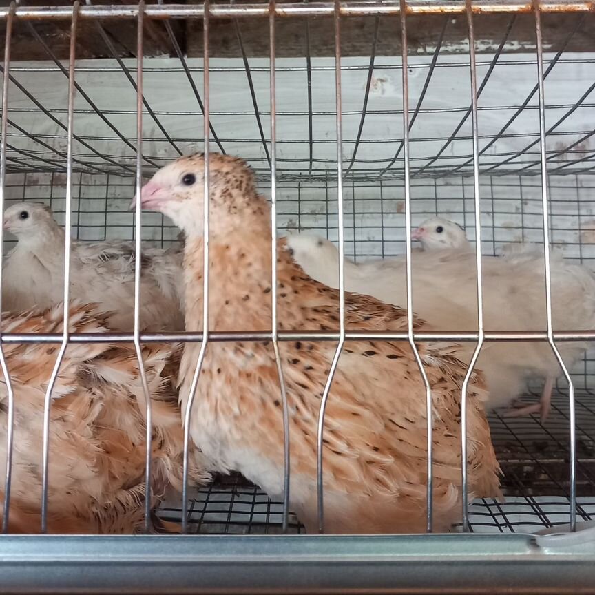 Инкубационное яйцо перепелов