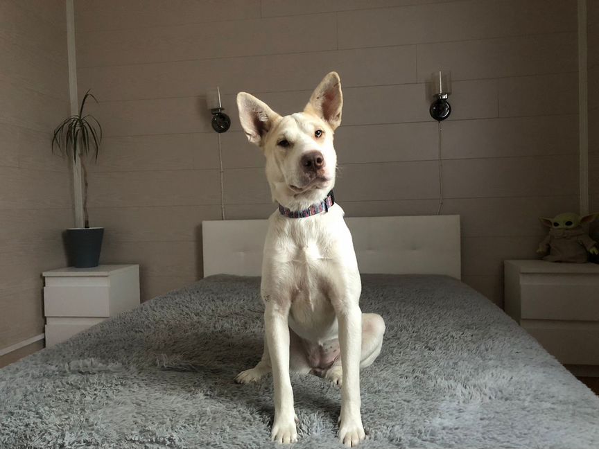 Щенок девочка Аля 10 мес ищет дом