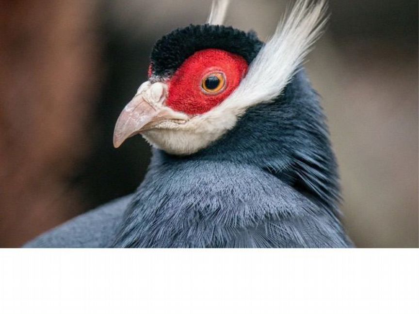 Фазан ушастый