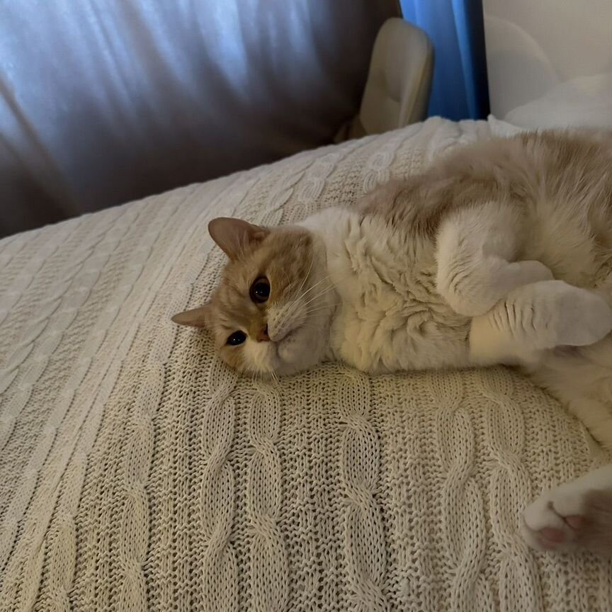 Кот британско шотландский