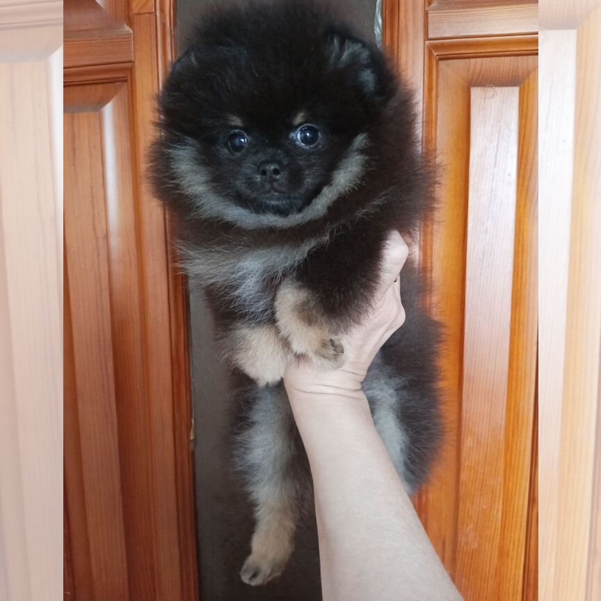 Померанский шпиц, щенок