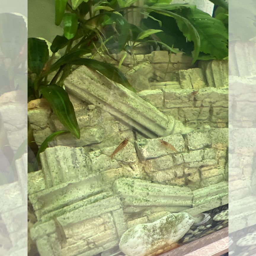 Аквариумные креветки