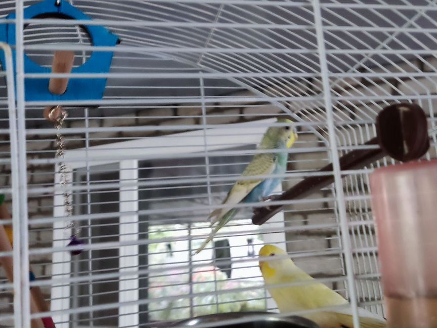 Волнистый попугай