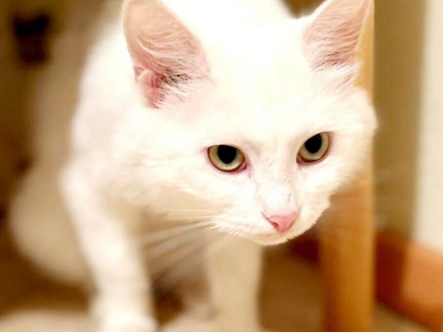 Красавец котик ищет дом