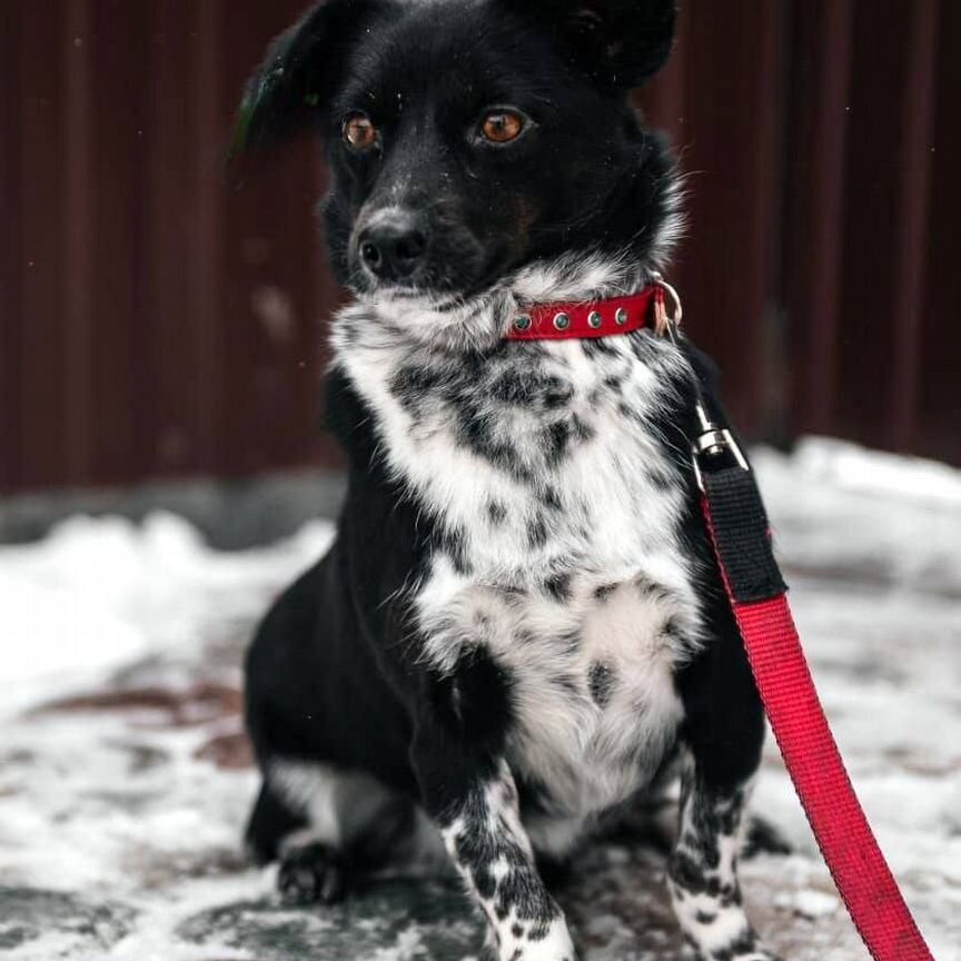 Красотка Линда ищет дом