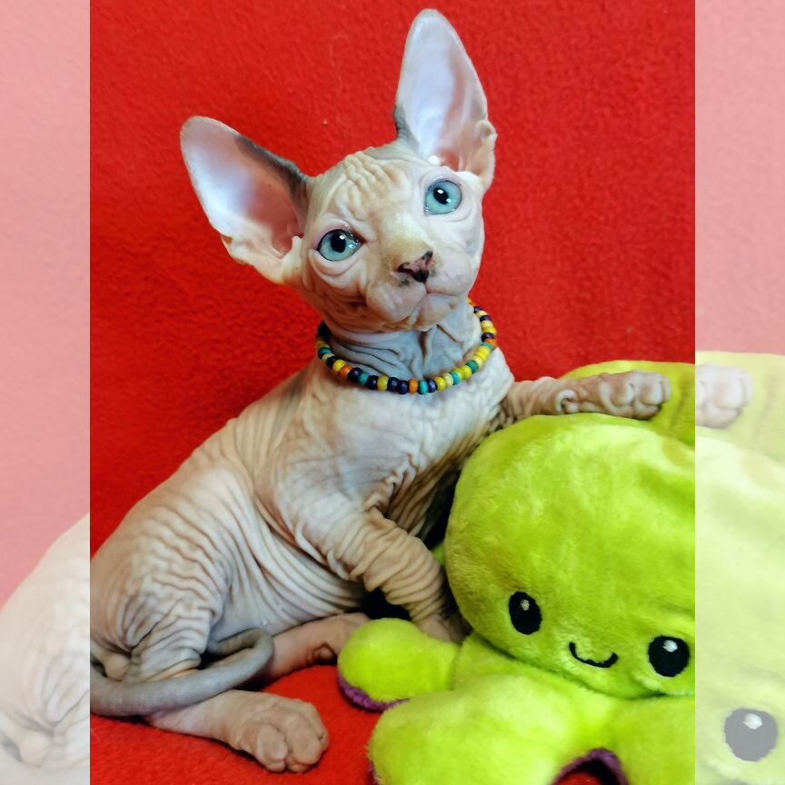 Канадский сфинкс котёнок