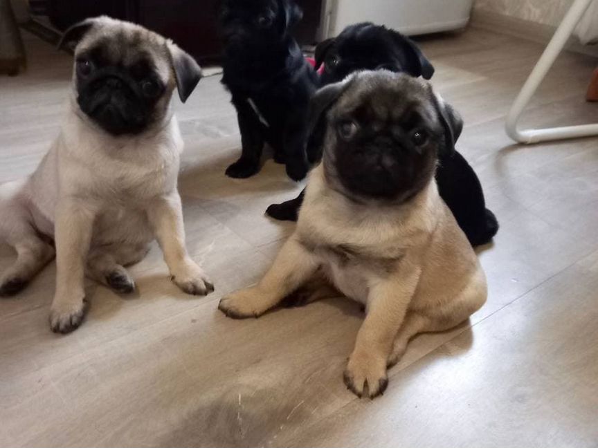 Щеночки Мопса Двух Окрасов