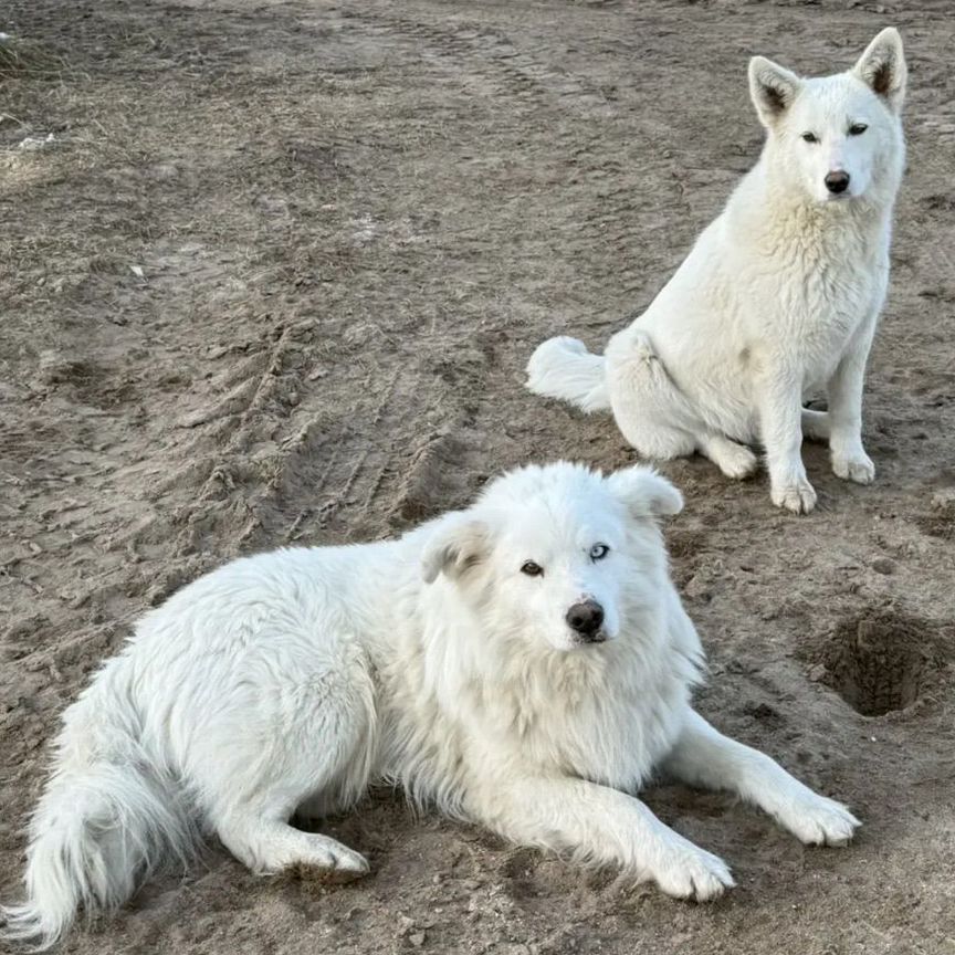 Взрослый пёс в добрые руки